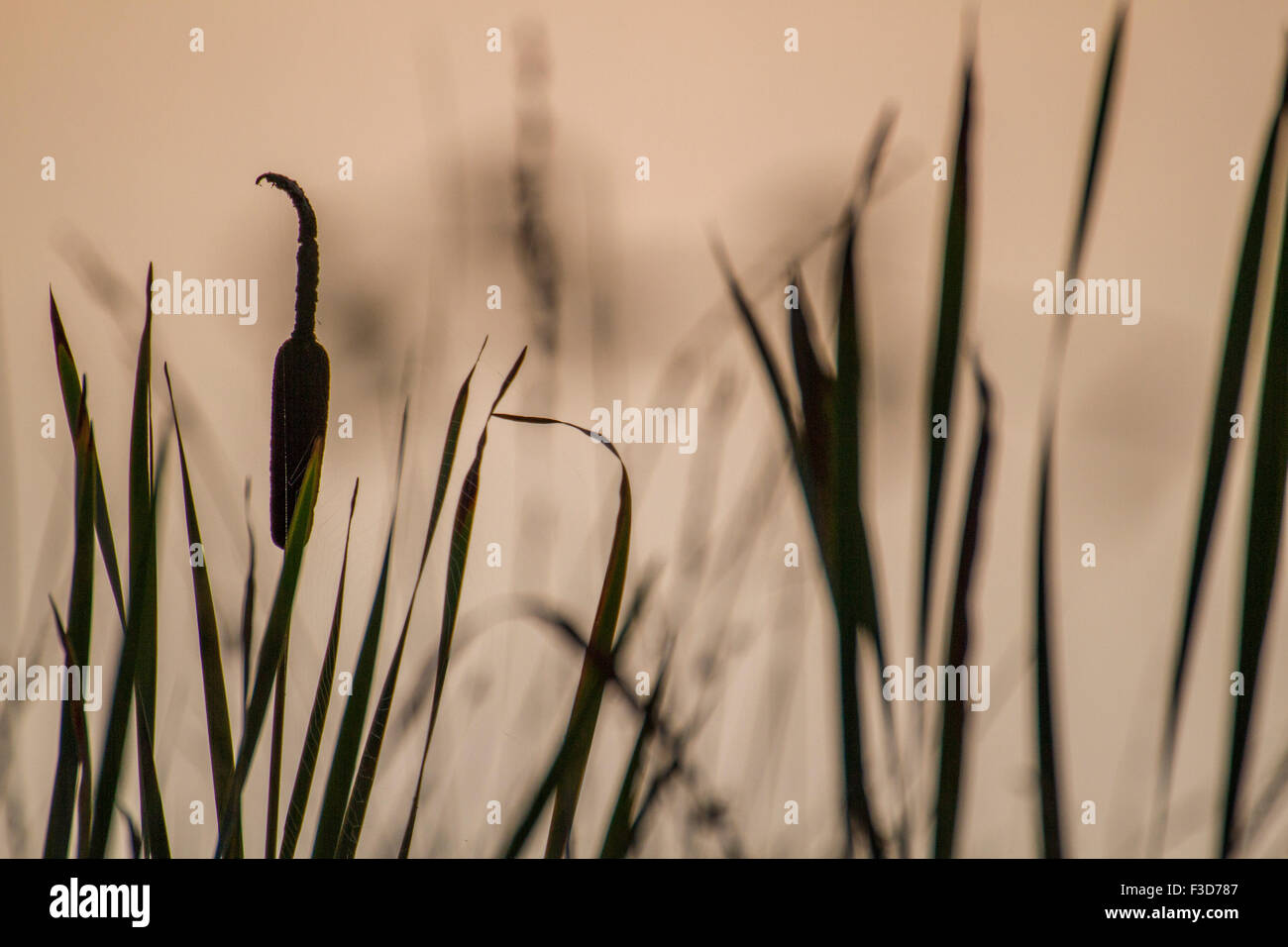 Reeds silhouette hi-res stock photography and images - Alamy