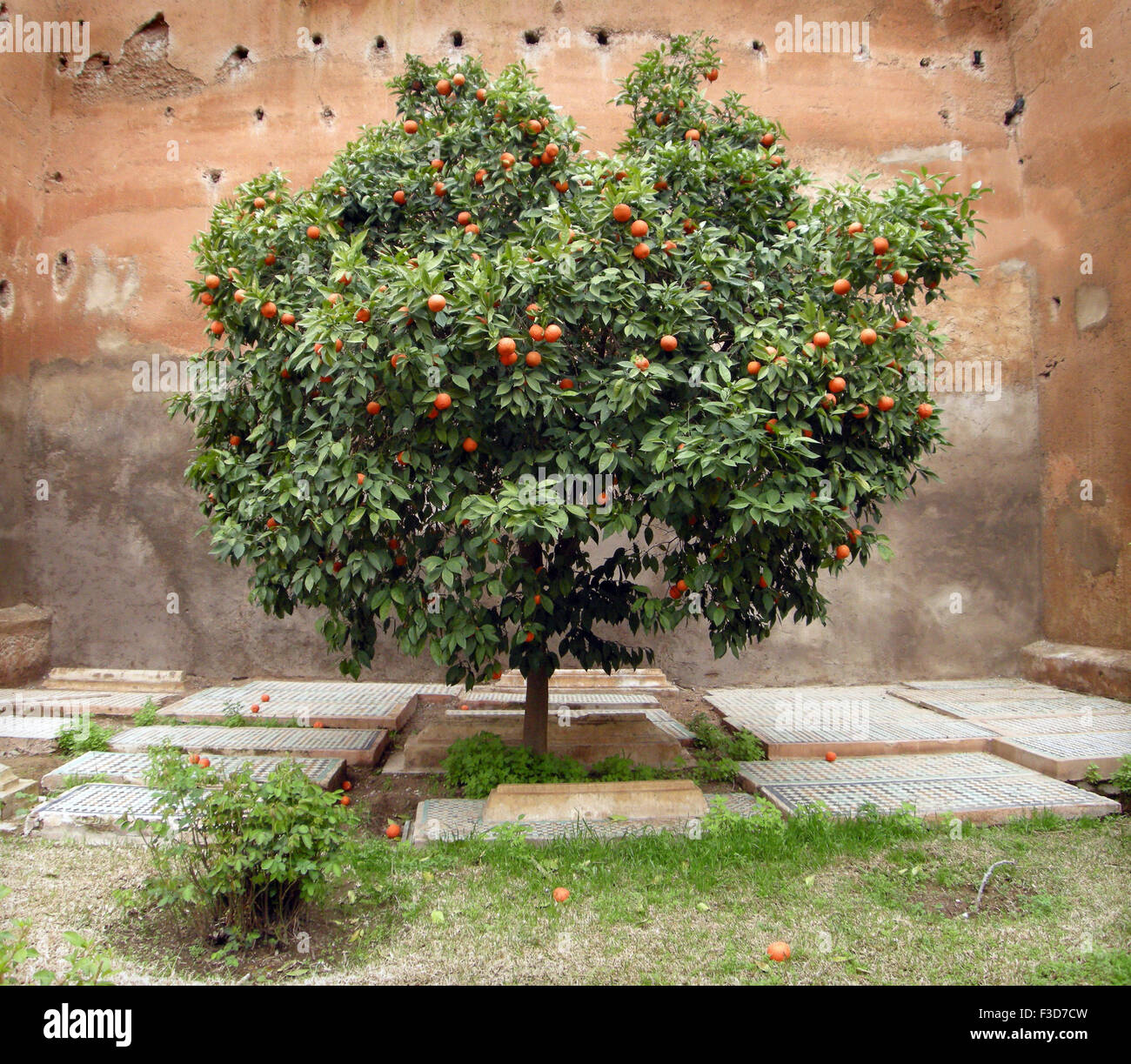 Orange tree in marrakech hi-res stock photography and images - Alamy
