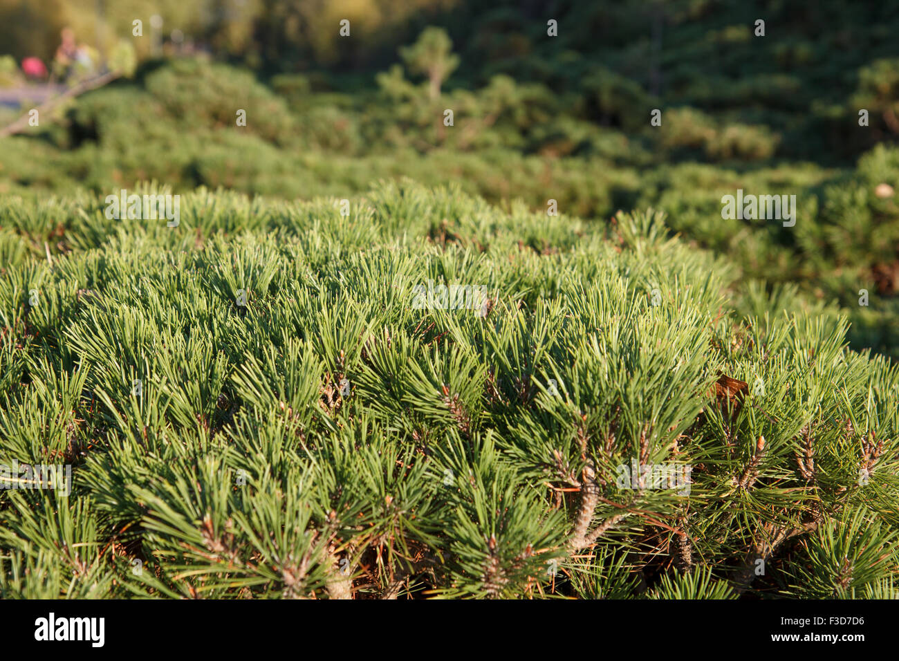 Needle plant hi-res stock photography and images - Alamy