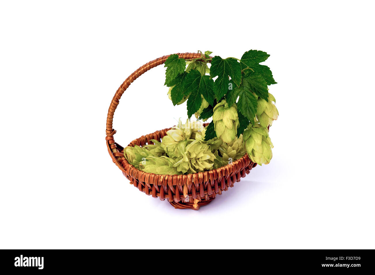 Hops twig and dried flowers in the basket isolated on a white ...