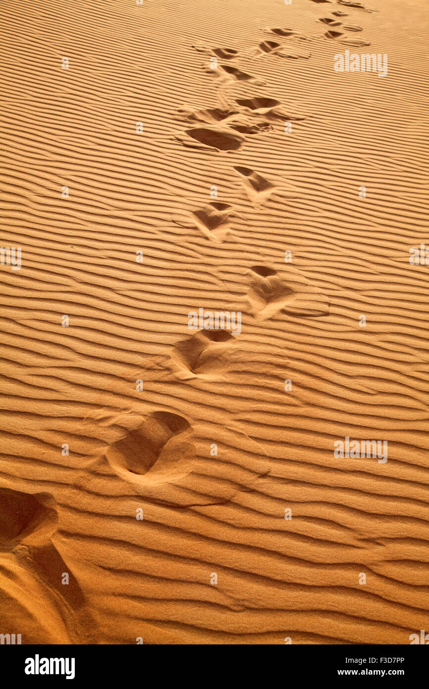 Arab desert explorer camel hi-res stock photography and images - Alamy