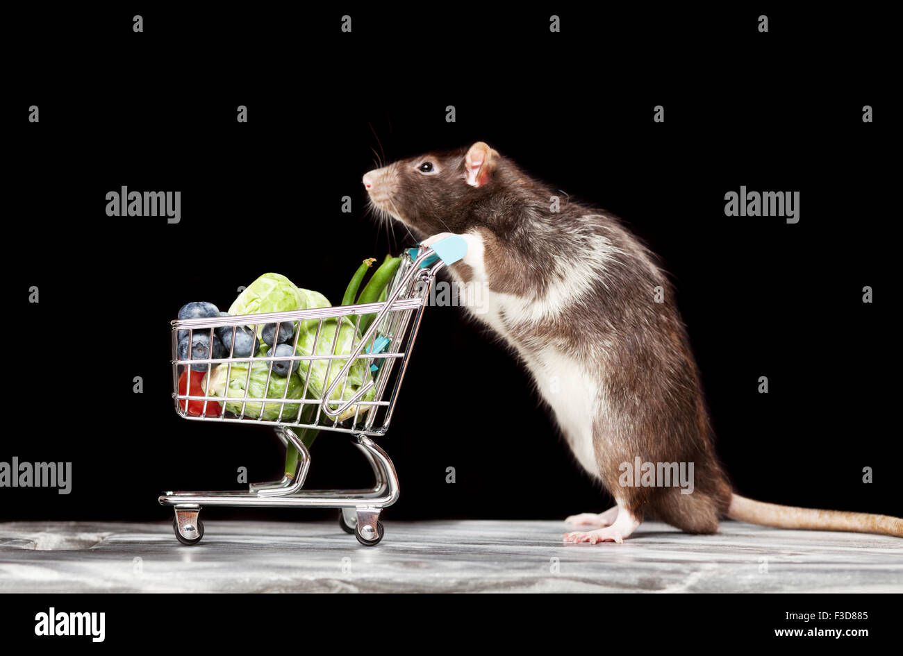Cute rat with a shopping cart Stock Photo - Alamy