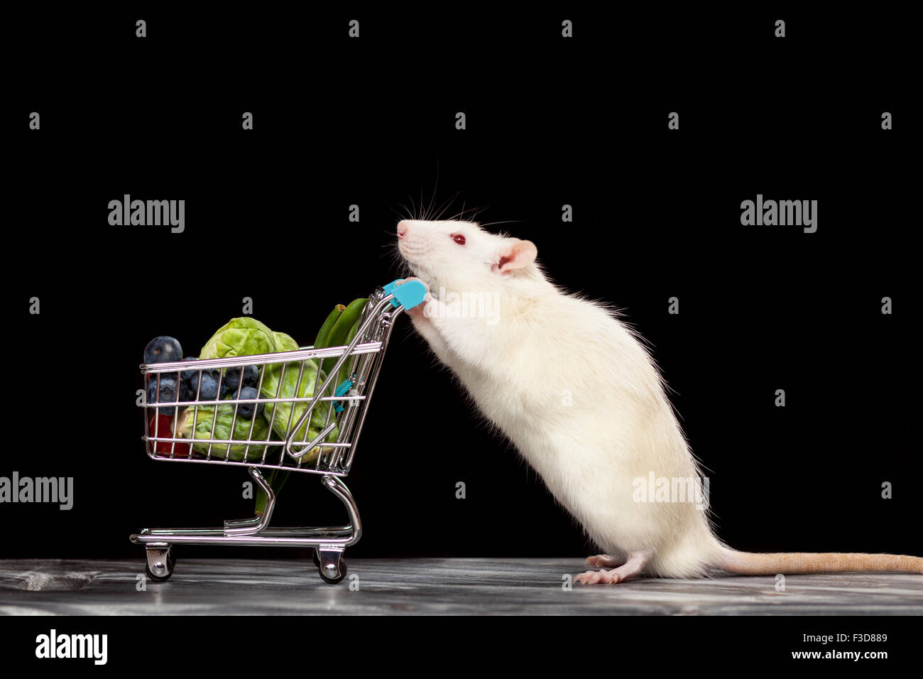 Cute rat with a shopping cart Stock Photo - Alamy