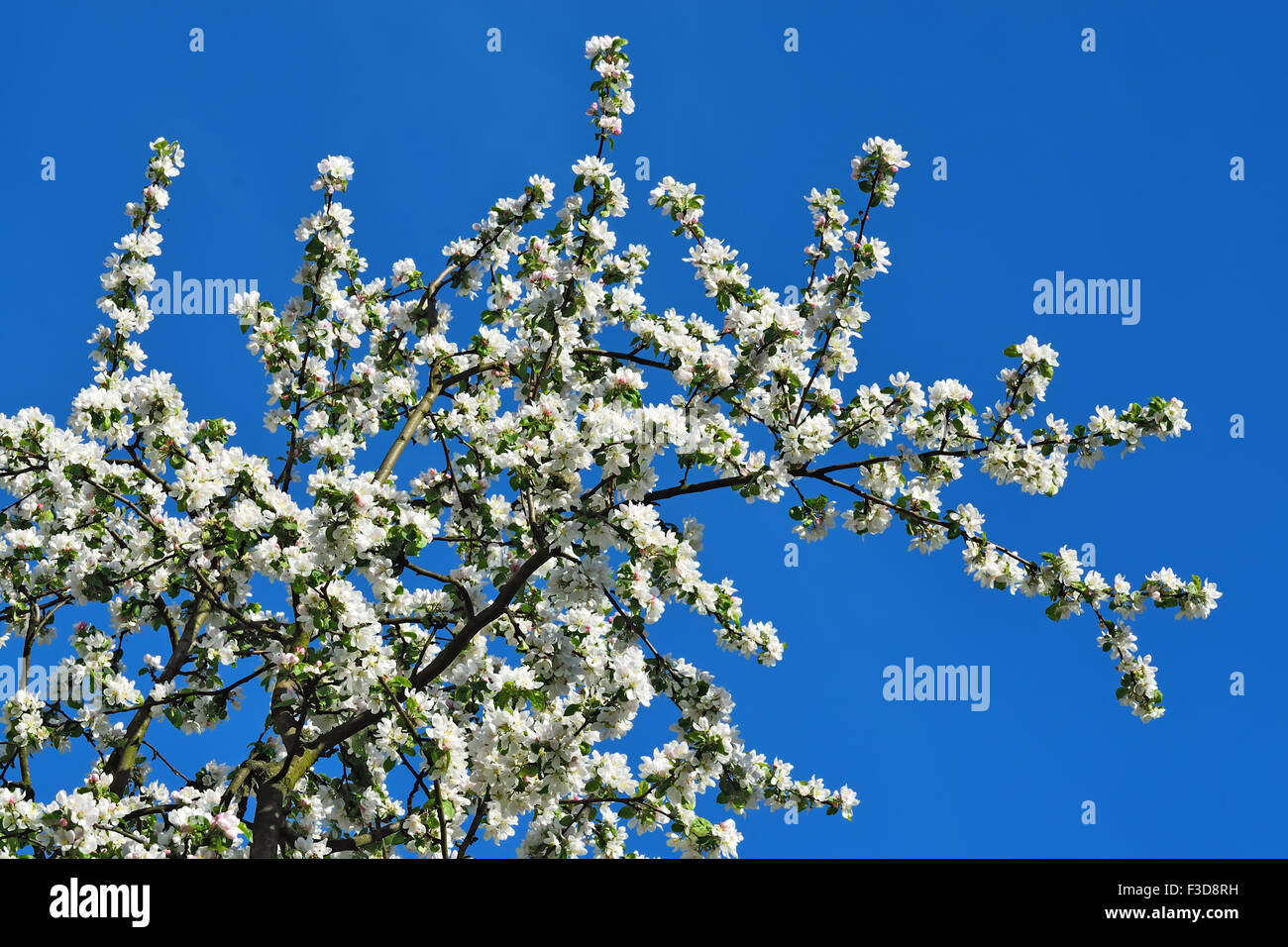 Apple flower blossom ovary hi-res stock photography and images - Alamy