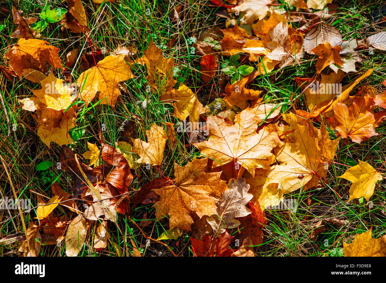 Background of colorful autumn leaves on forest floor Stock Photo - Alamy