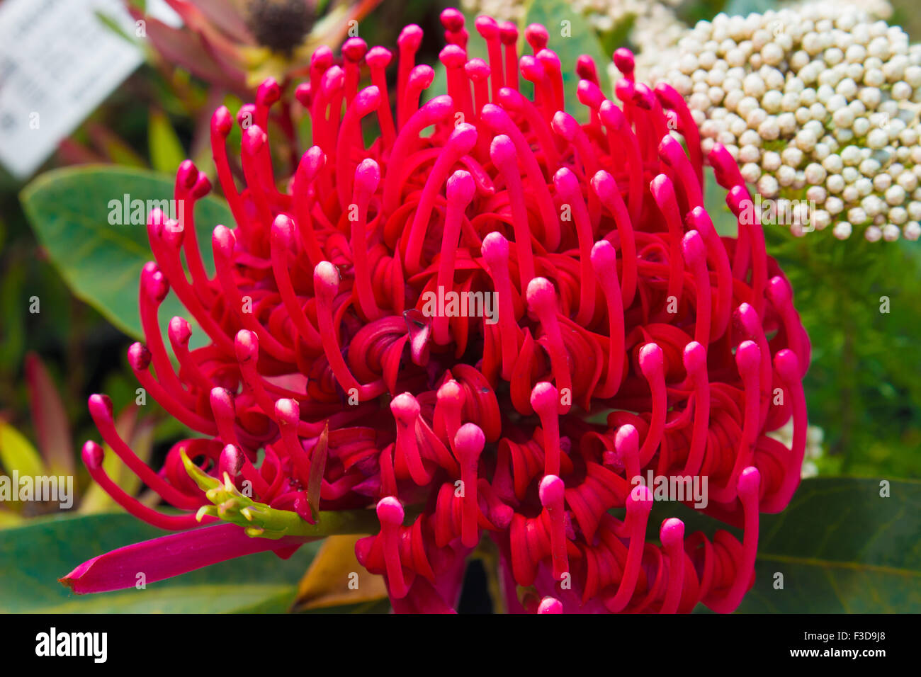 Exotic red flower New Zealand displays elaborate spuma Stock Photo - Alamy