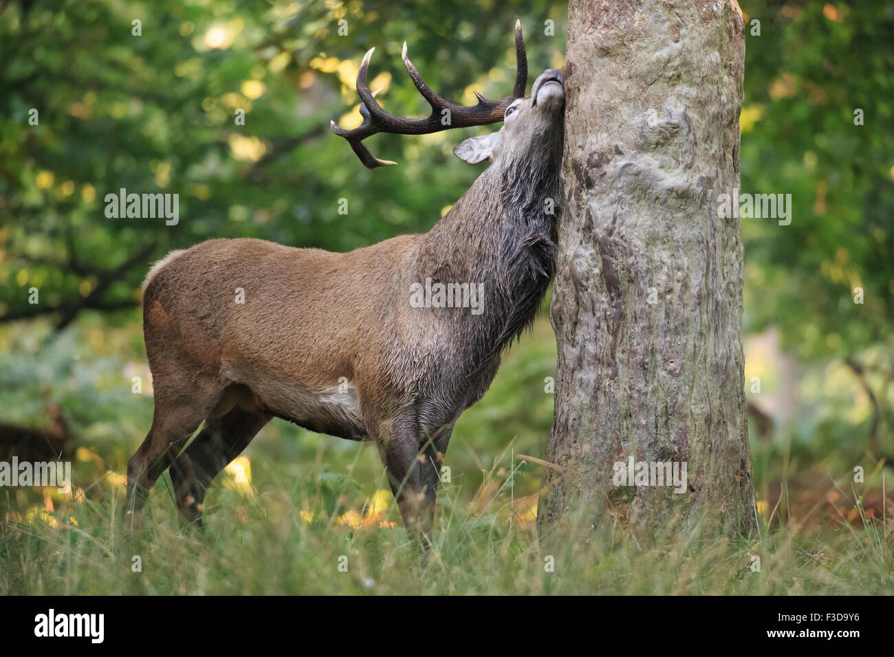 Intimate nature hi-res stock photography and images - Alamy