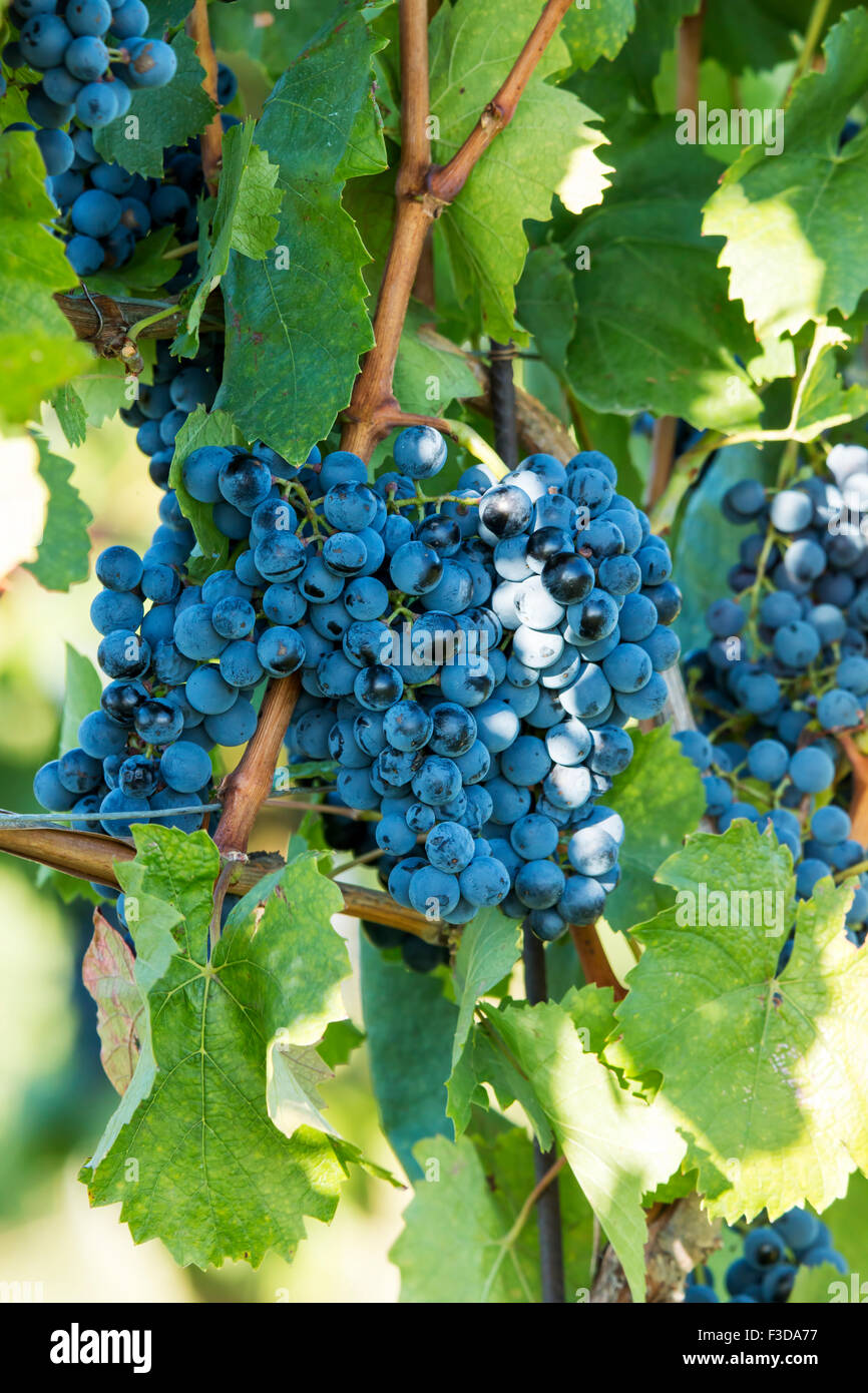Fine bunch of blue grapes in the shadow Stock Photo - Alamy