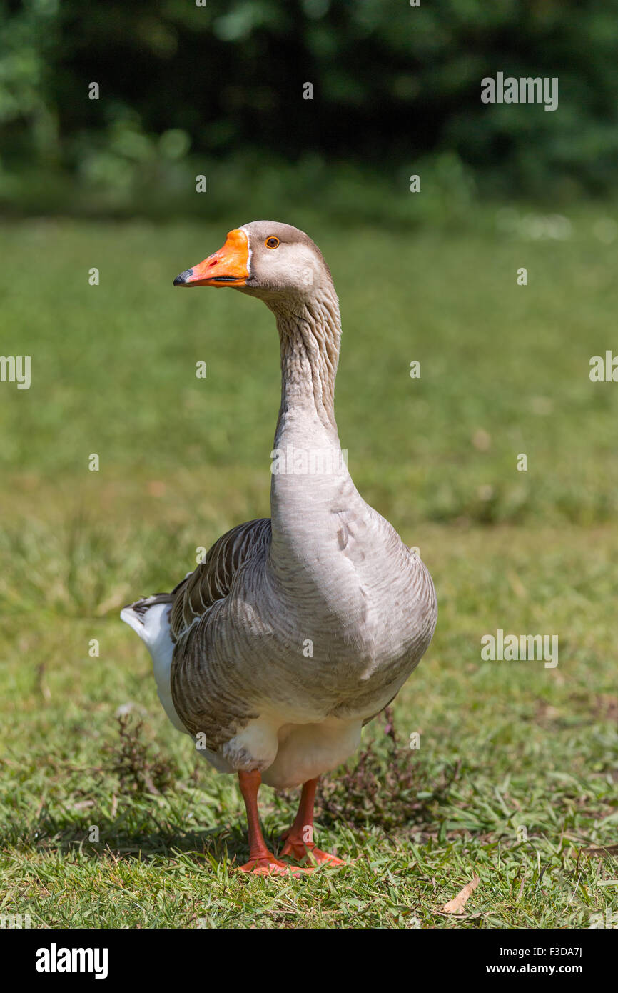 Beautiful goose portrait Stock Photo - Alamy