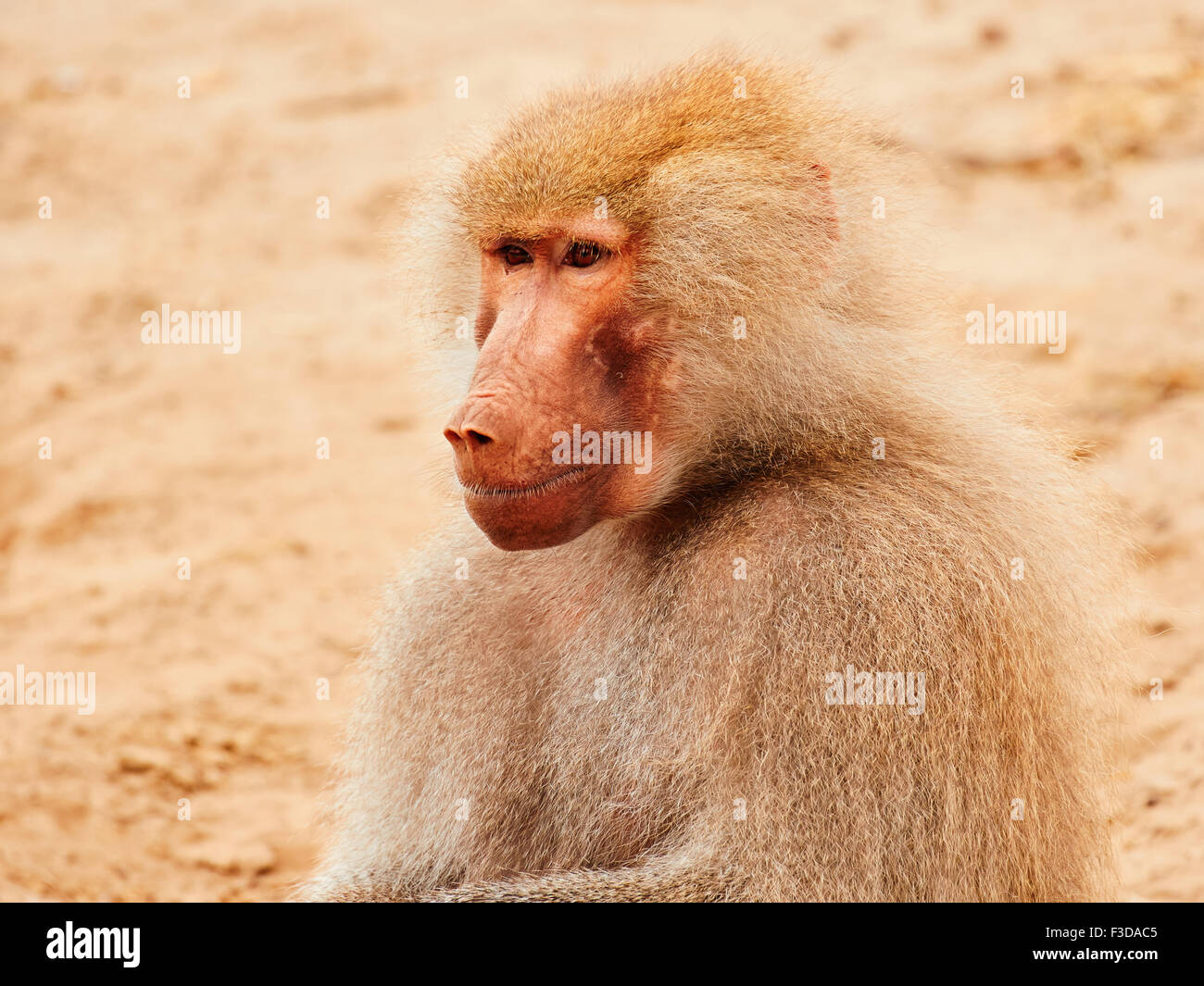 Baboon head hi-res stock photography and images - Alamy