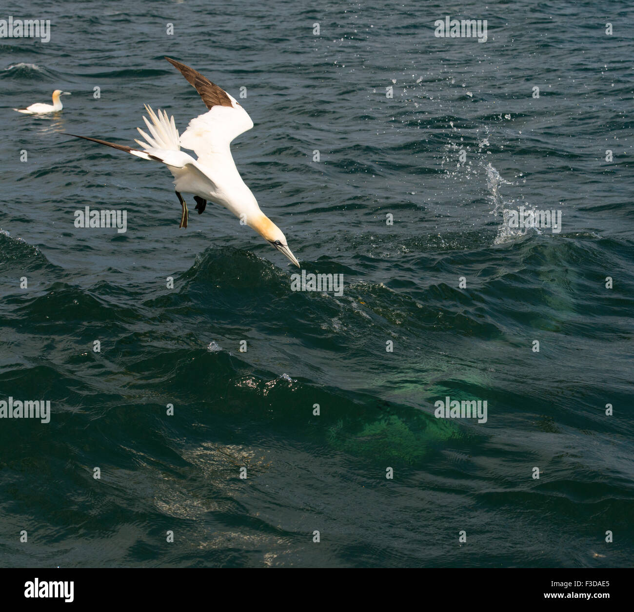 Gannet Diving High Resolution Stock Photography and Images - Alamy