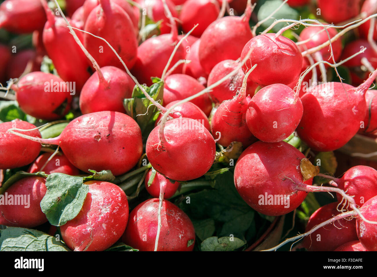 Fresh picked Radish Stock Photo - Alamy