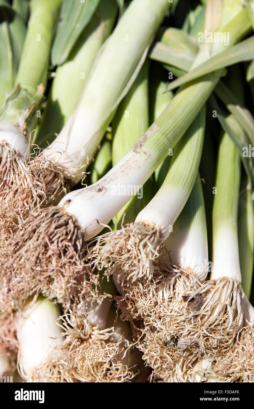 Bunch of scallions hi-res stock photography and images - Alamy