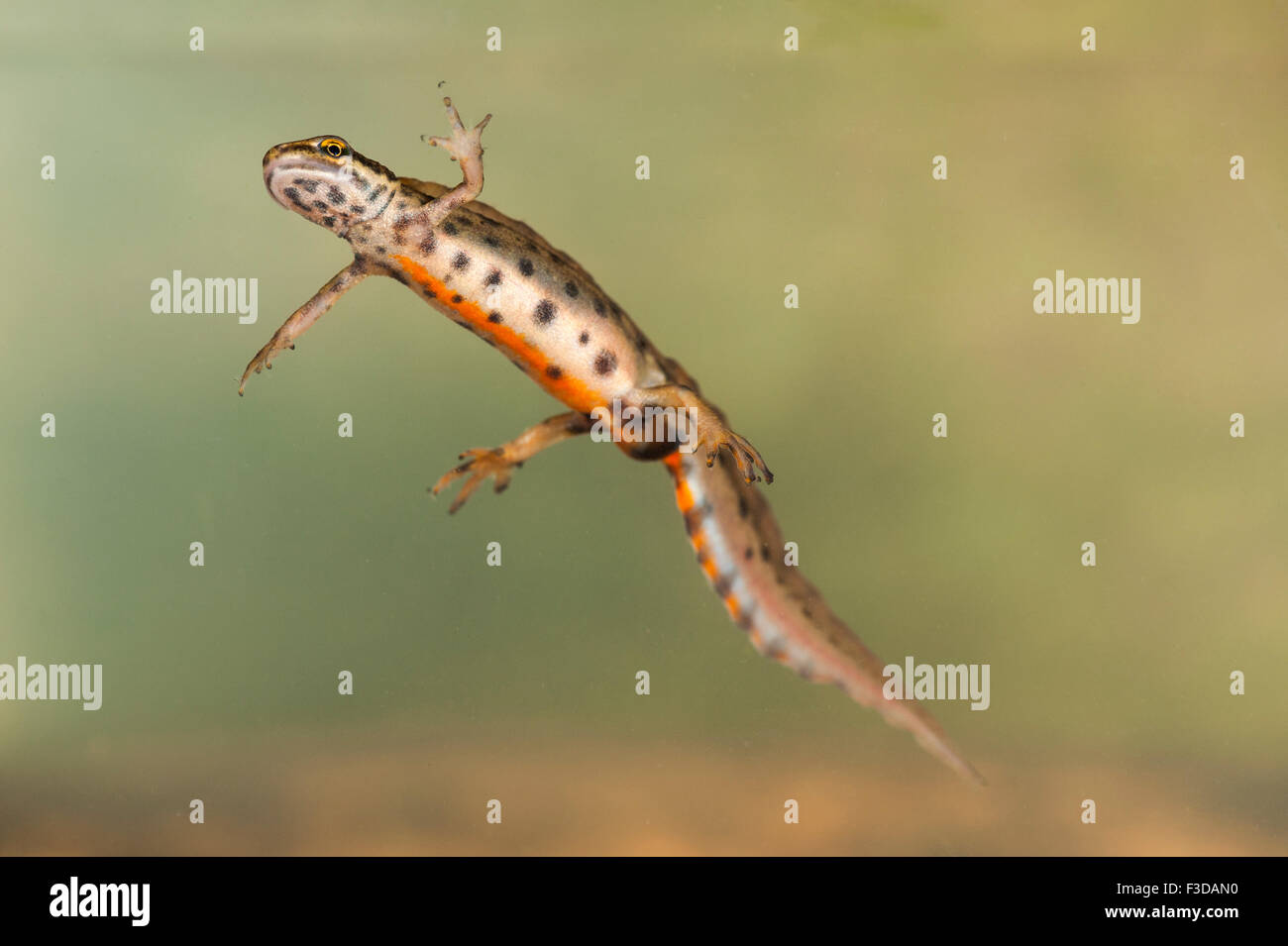 Palmate newt (Lissotriton helveticus) swimming Stock Photo - Alamy
