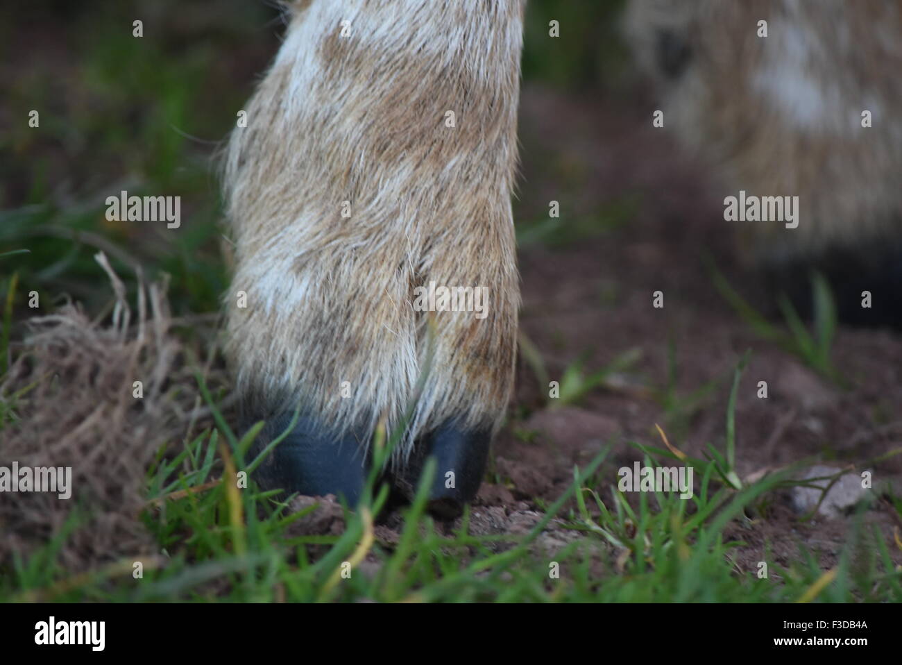 Sheep hoof hi-res stock photography and images - Alamy