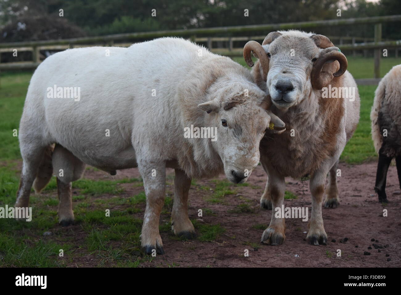 Two Rams showing dominance after a fight on a farm in South Wales Stock ...