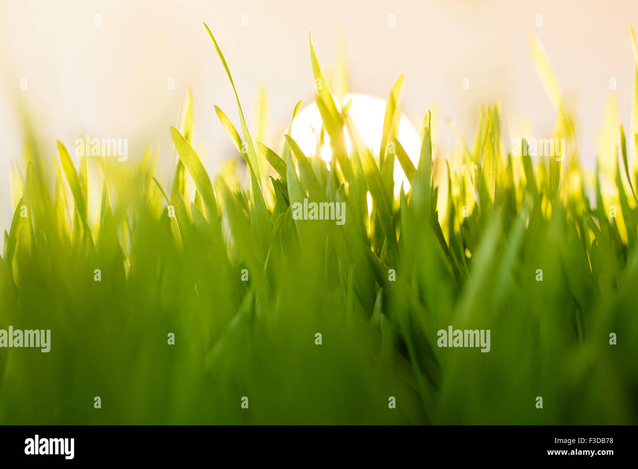 Grass at sunrise Stock Photo - Alamy