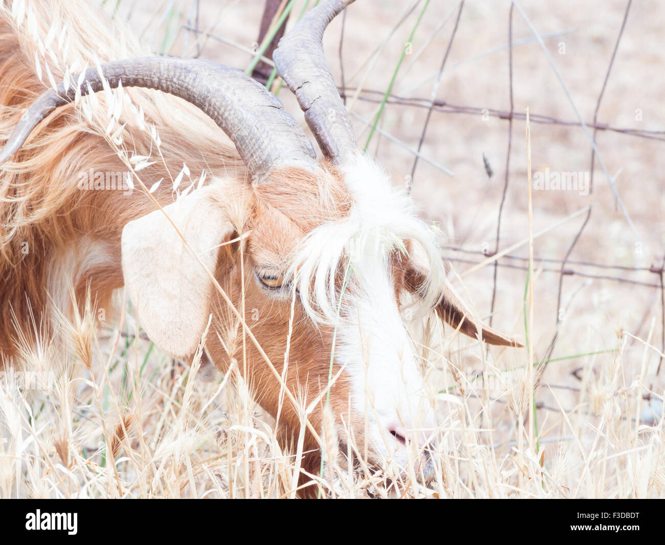 goat disheveled in campaign. Funny image of a goat Stock Photo - Alamy