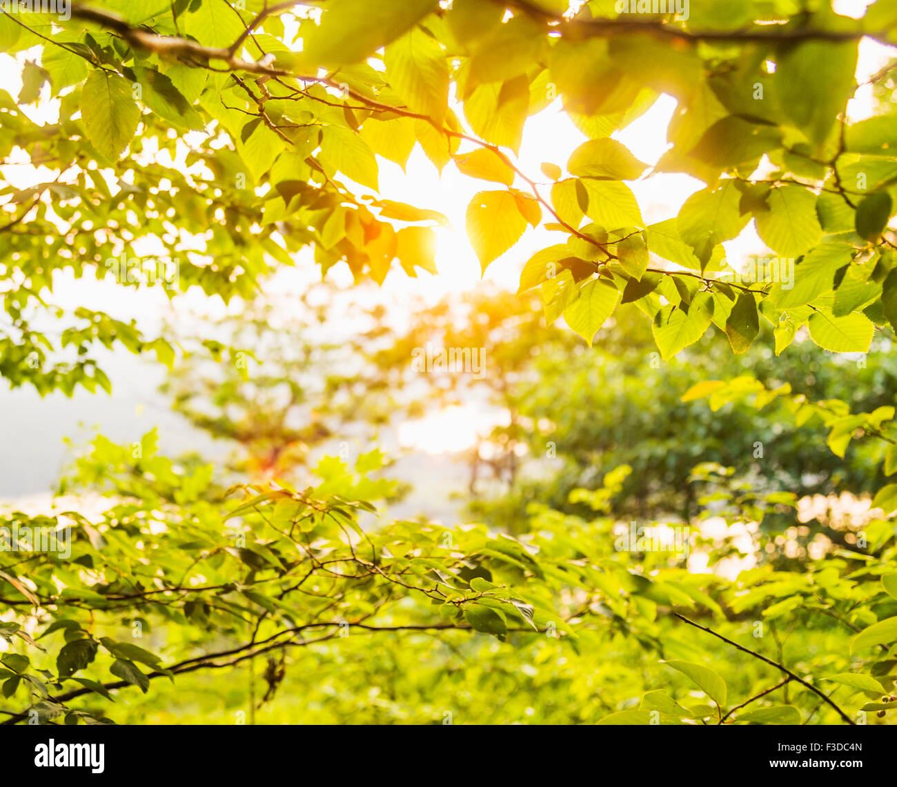 Green tree branch in sunlight Stock Photo - Alamy