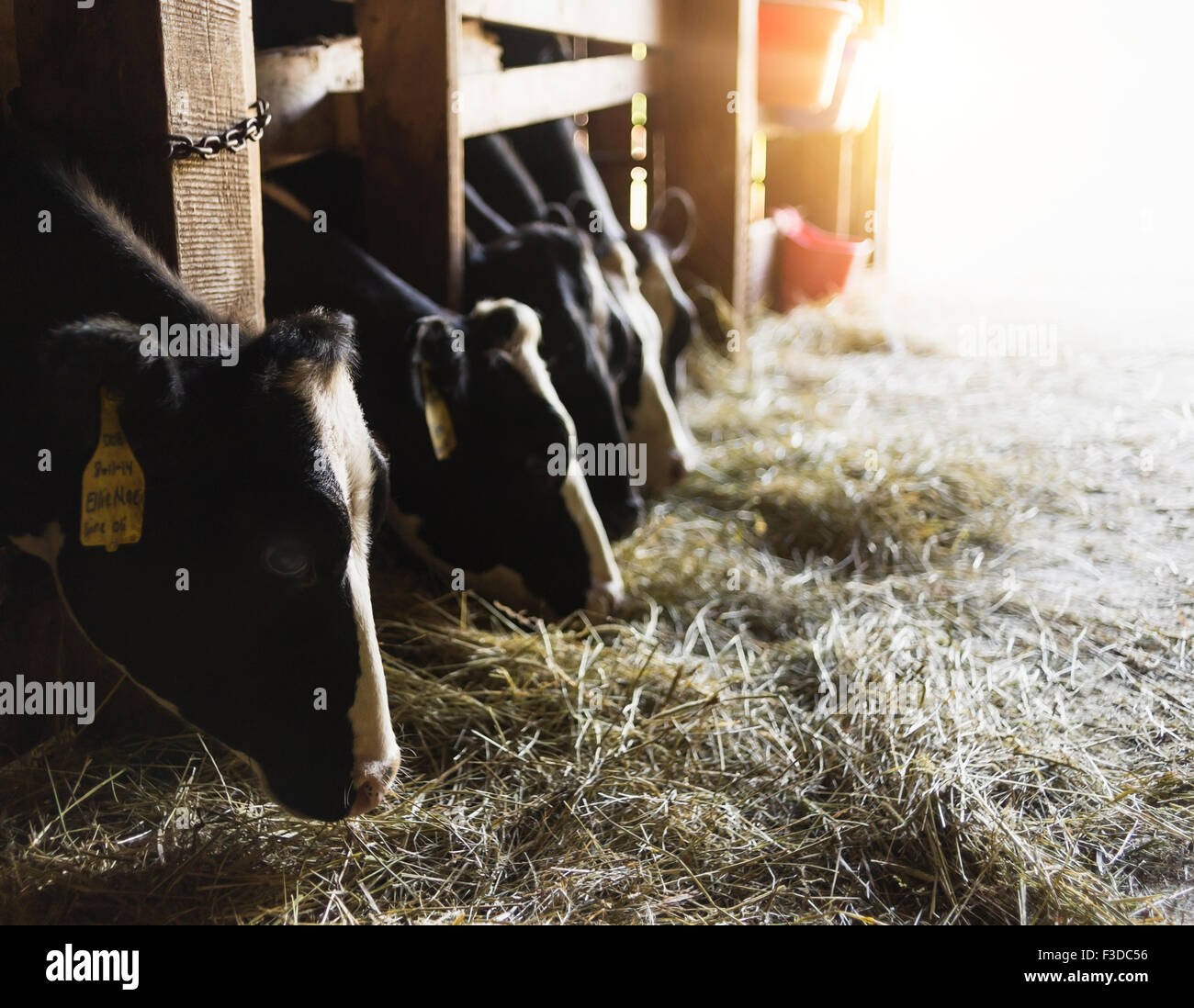 Cows eating hay in barn hi-res stock photography and images - Alamy