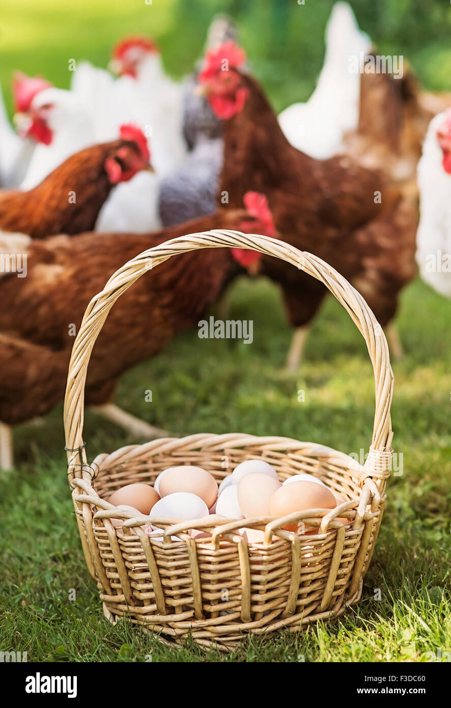 Basket of hens hi-res stock photography and images - Alamy