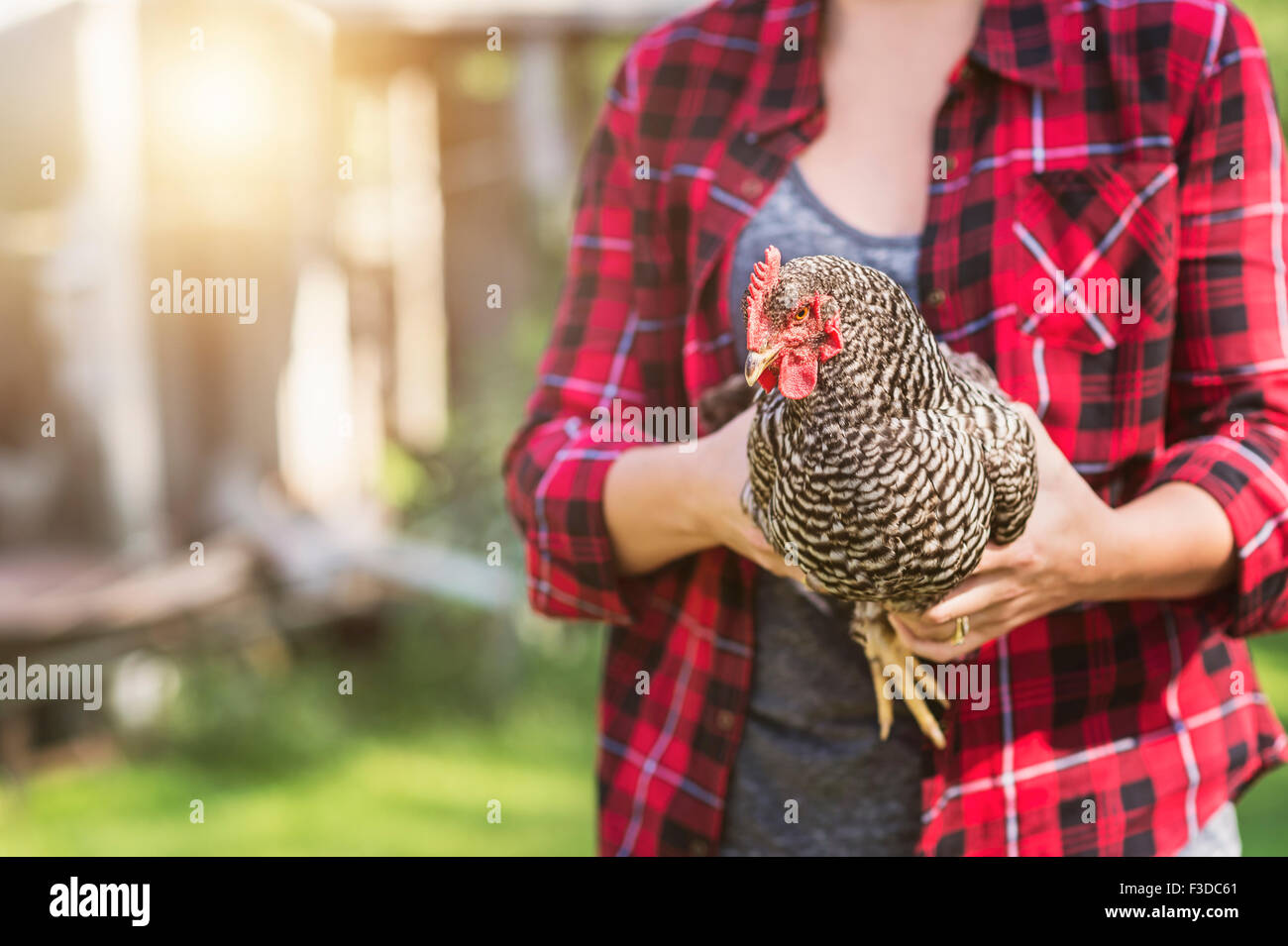 Female farmer holding hen Stock Photo - Alamy