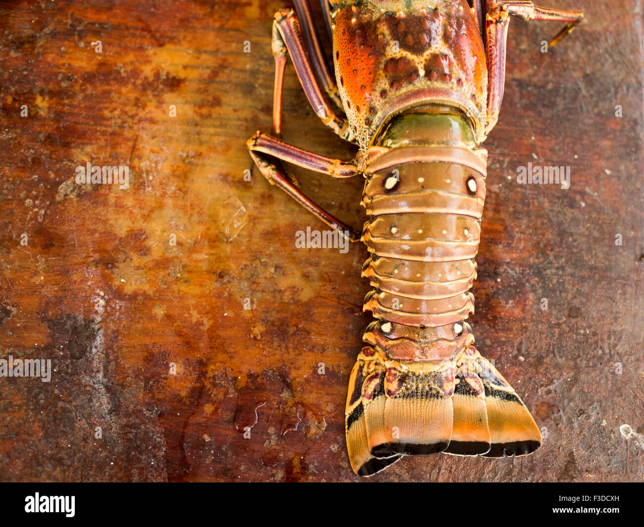 View of lobster Stock Photo - Alamy