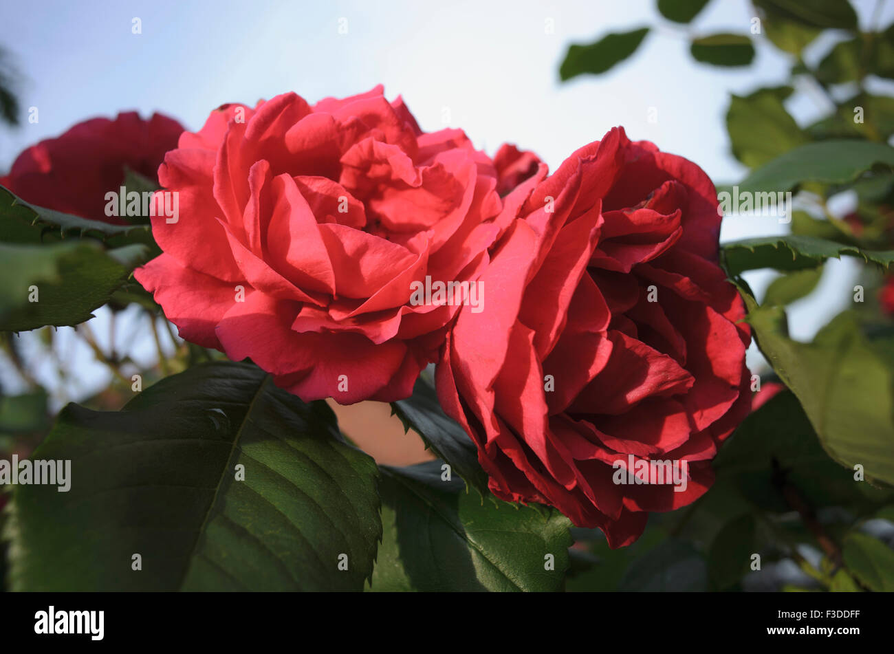 Close-up of red rose flowers Stock Photo - Alamy