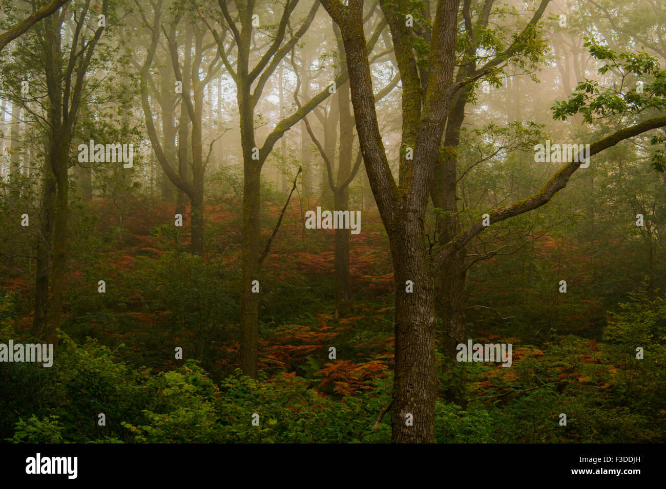 Into the tree hi-res stock photography and images - Alamy