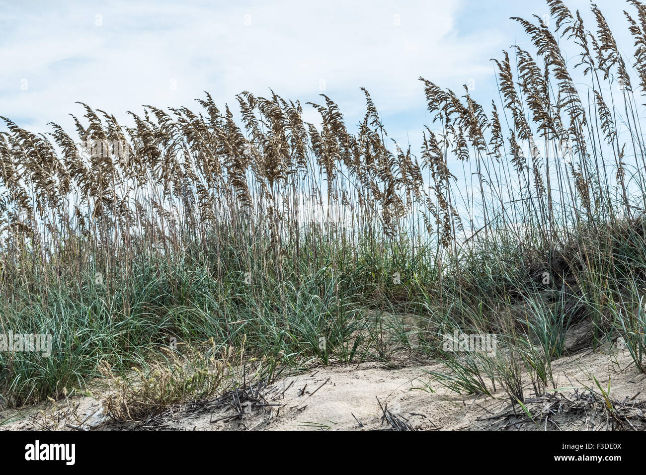 Atlantic sand dunes and sea grass hi-res stock photography and images ...