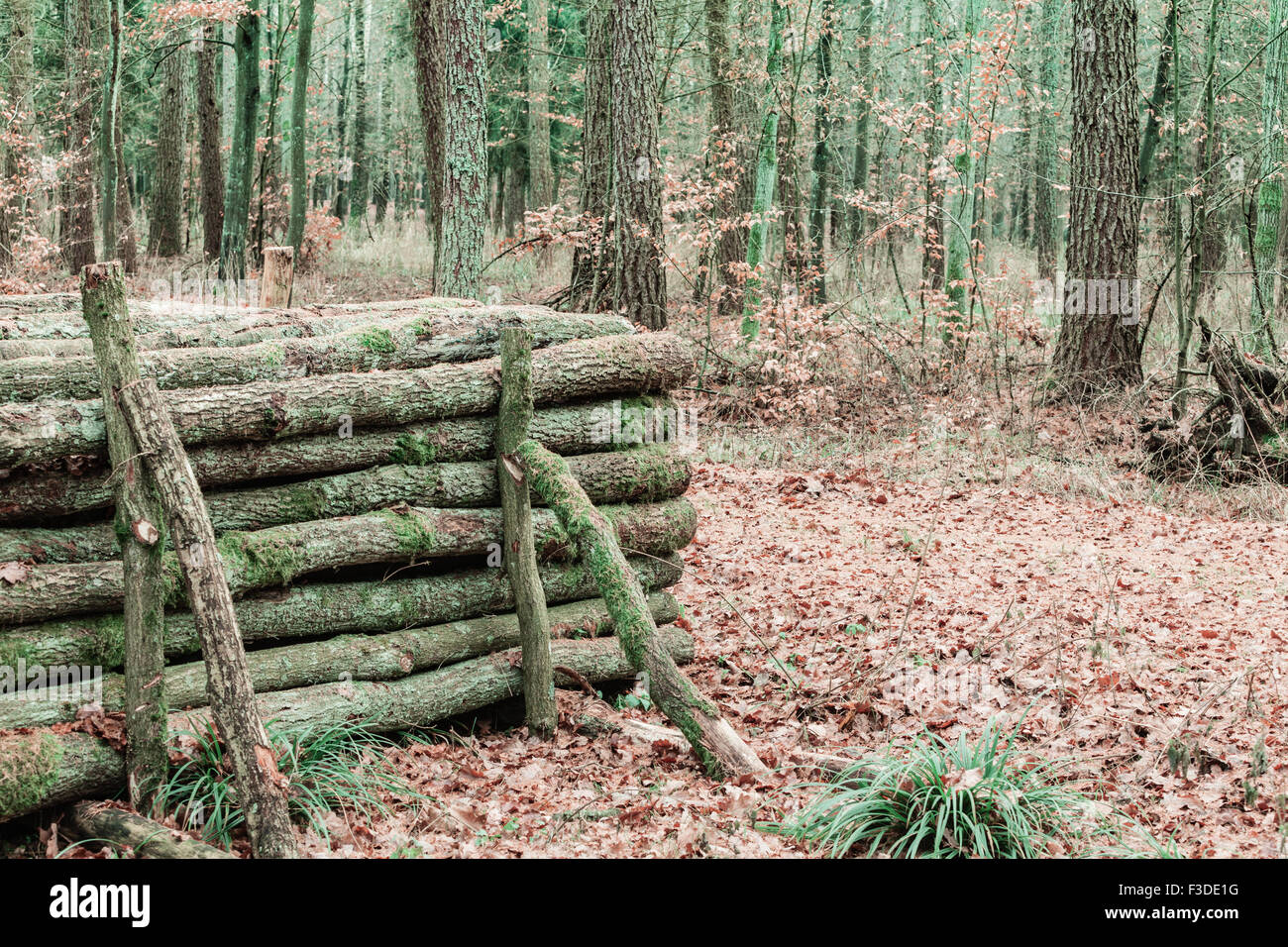 Wooden logs. Timber logging in autumn forest. Freshly cut tree logs ...