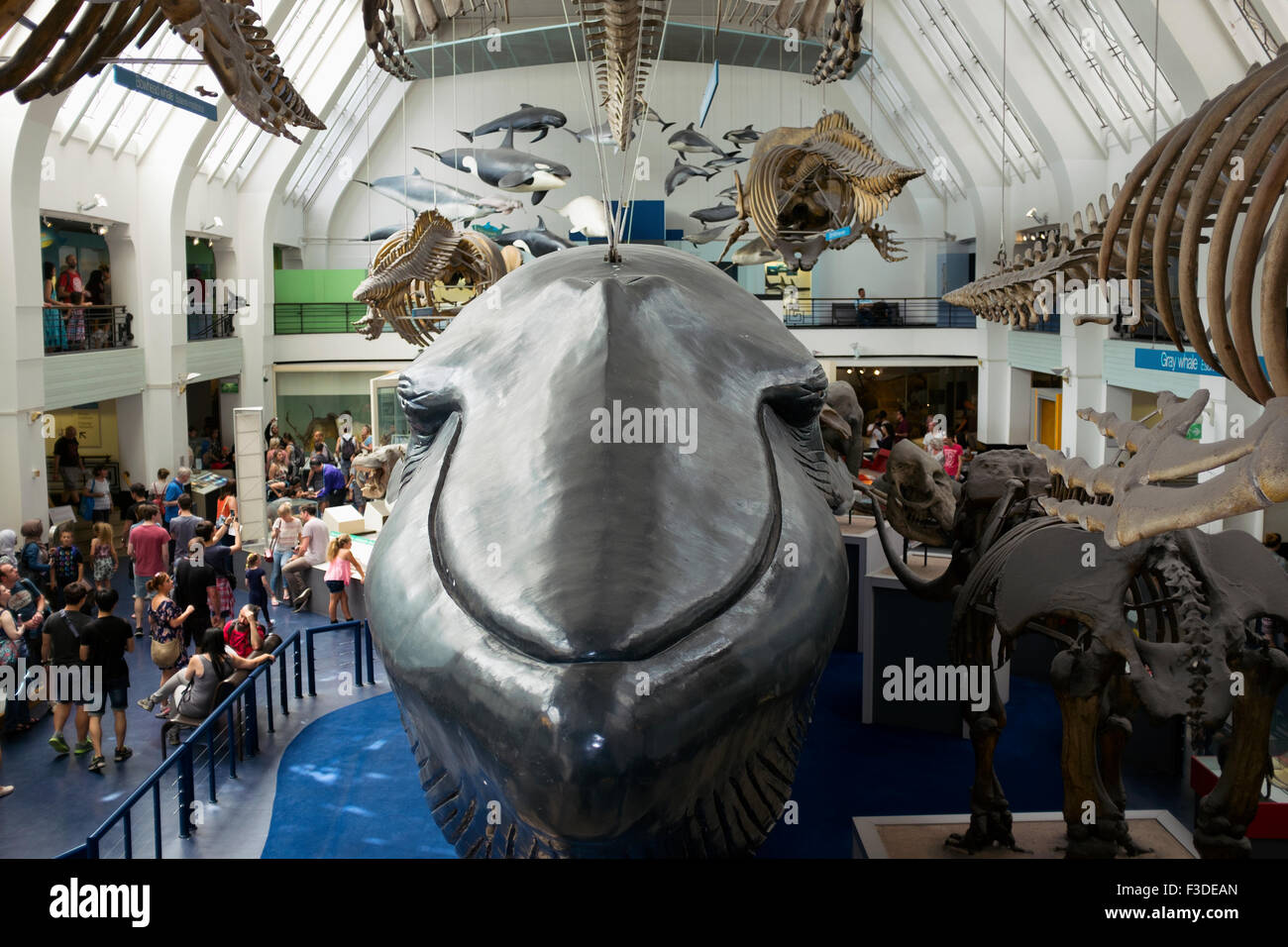 Lifesize models of mammals at The Natural History Museum in London ...