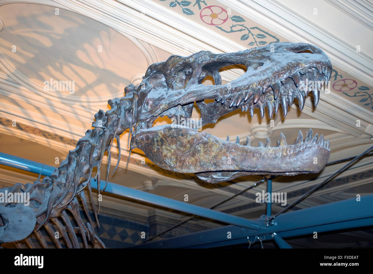 T Rex Bones London