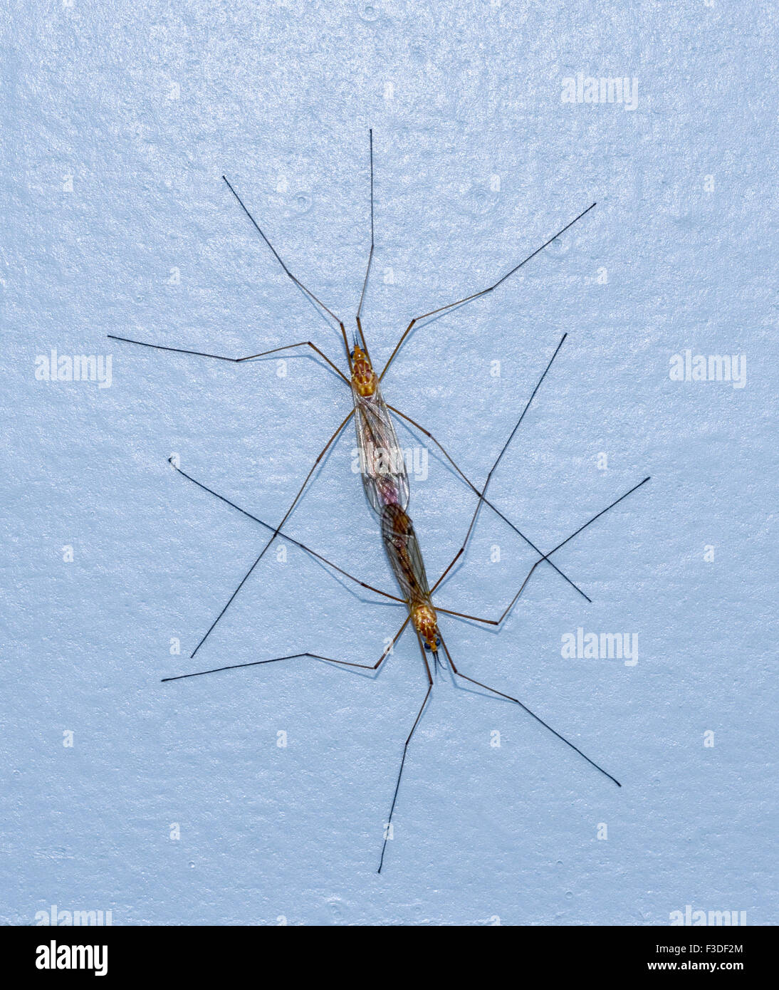 Mating crane flies hi-res stock photography and images - Alamy