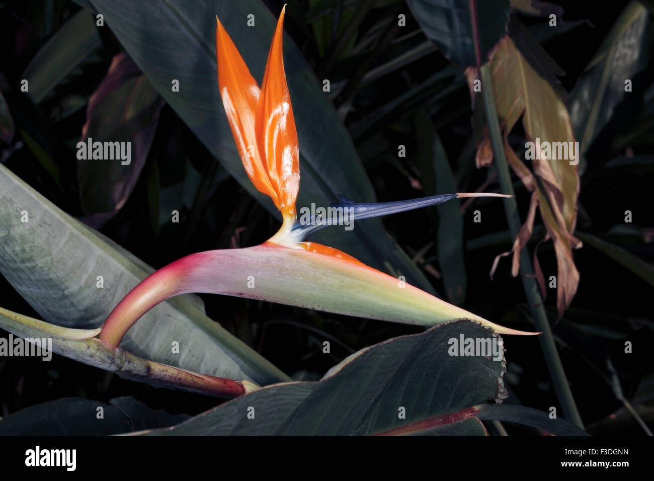 Bird of Paradise / crane Flower- Strelitzia juncea - Family ...