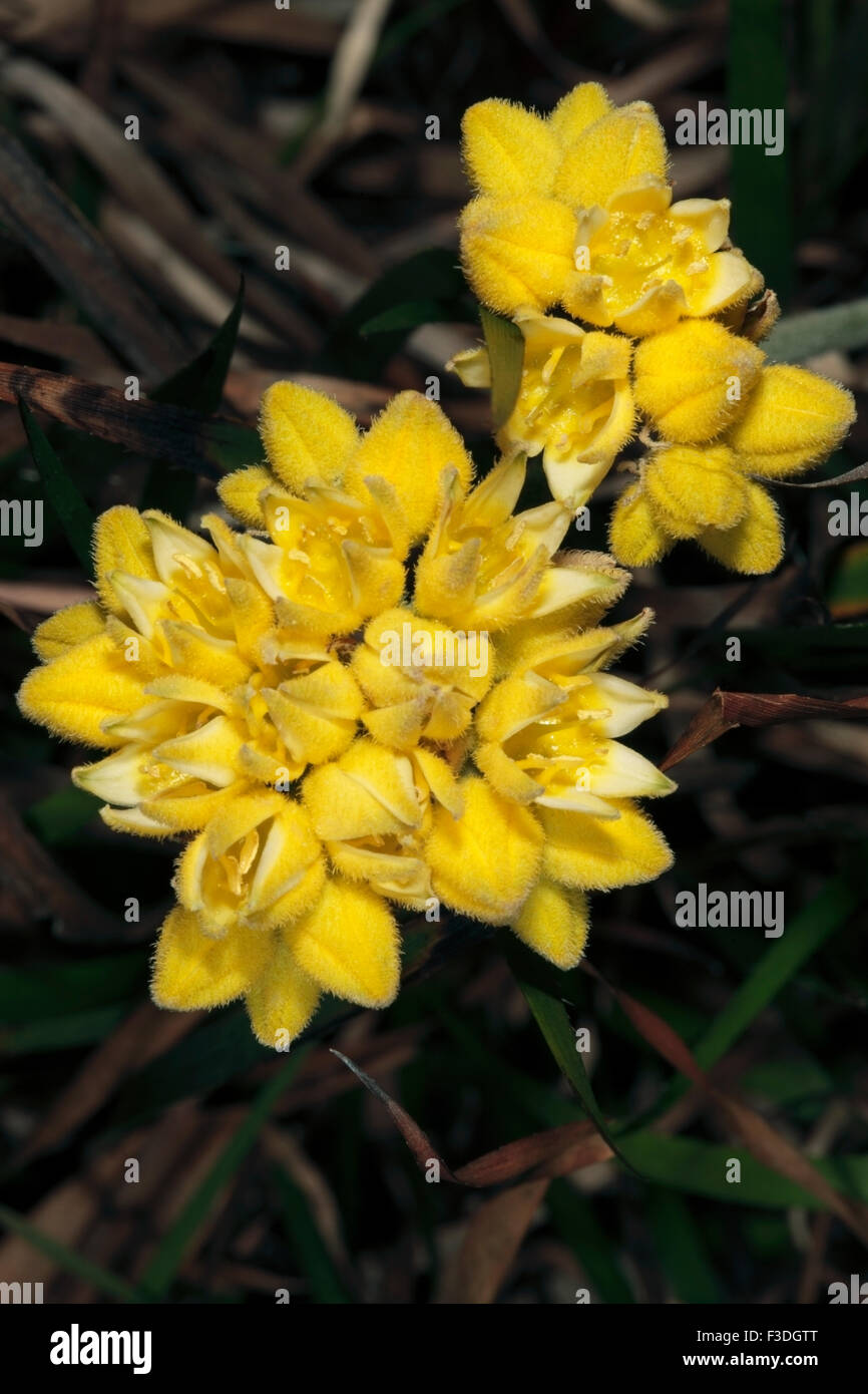 Conostylis hi-res stock photography and images - Alamy