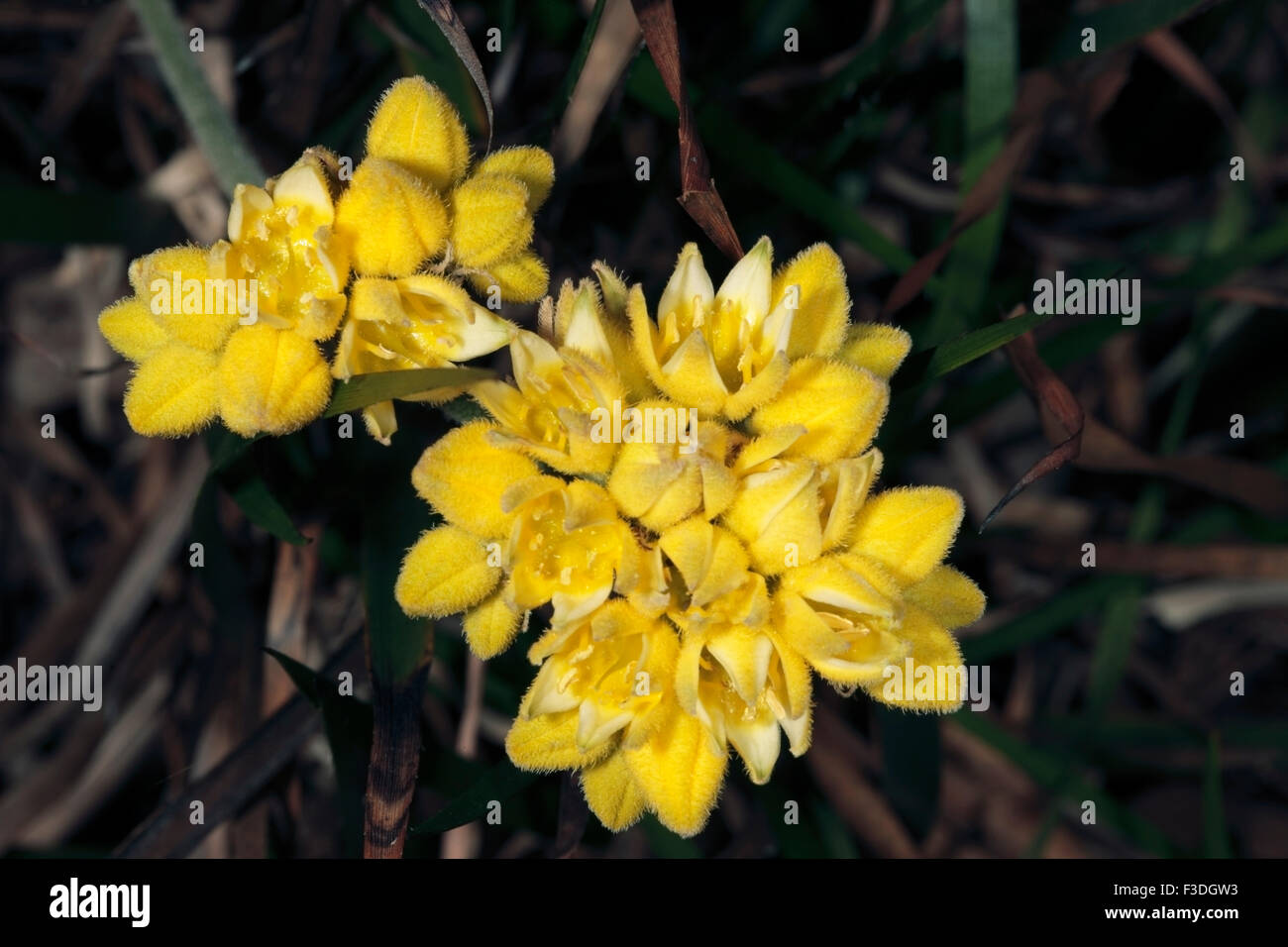 Candicans hi-res stock photography and images - Alamy