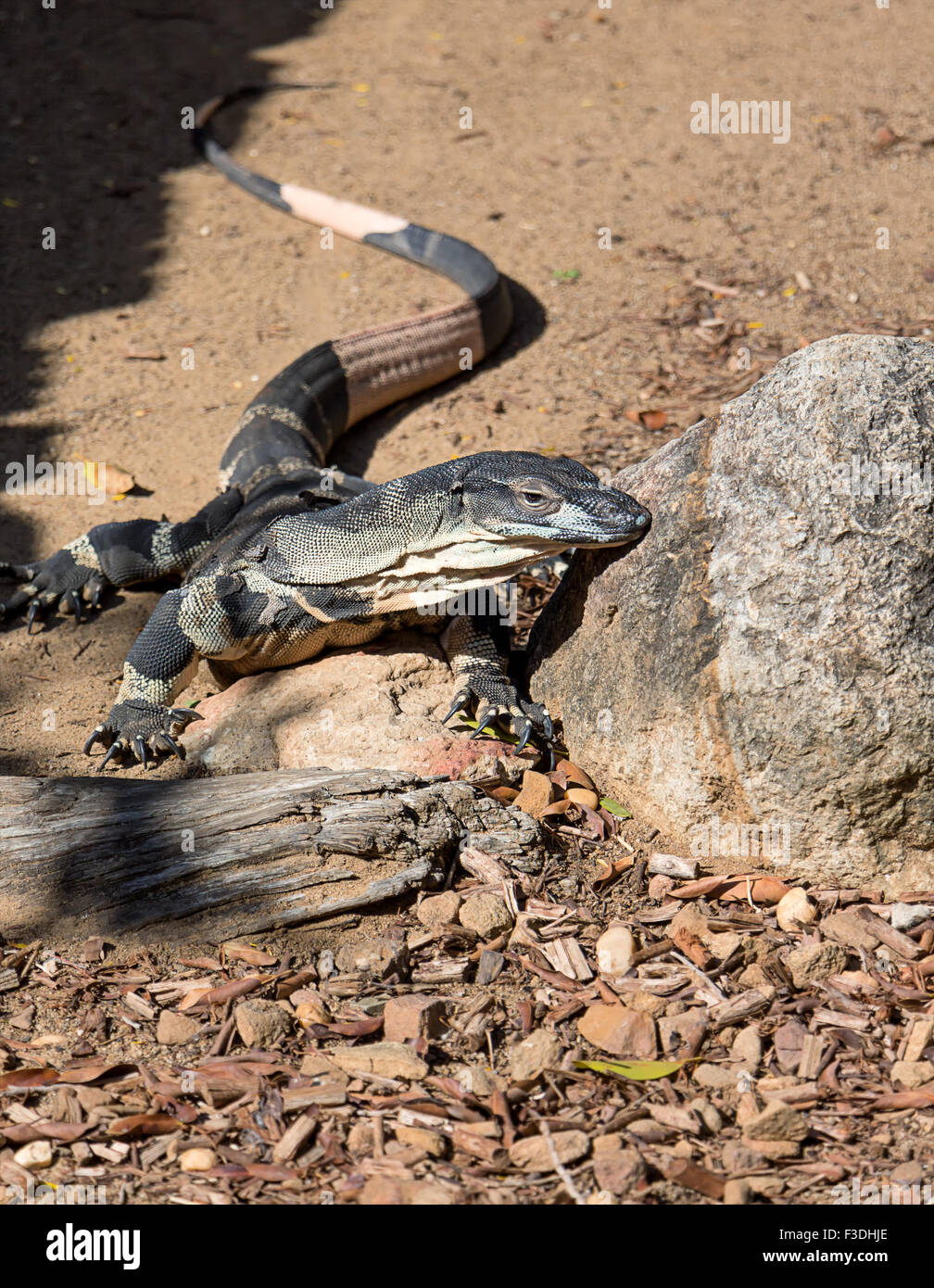 Lace Monitor High Resolution Stock Photography and Images - Alamy