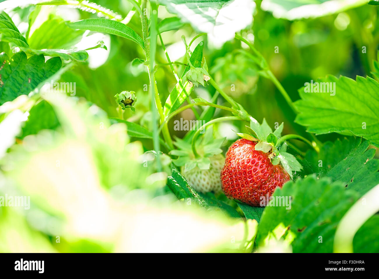 Strawberry in the fruit garden Stock Photo - Alamy