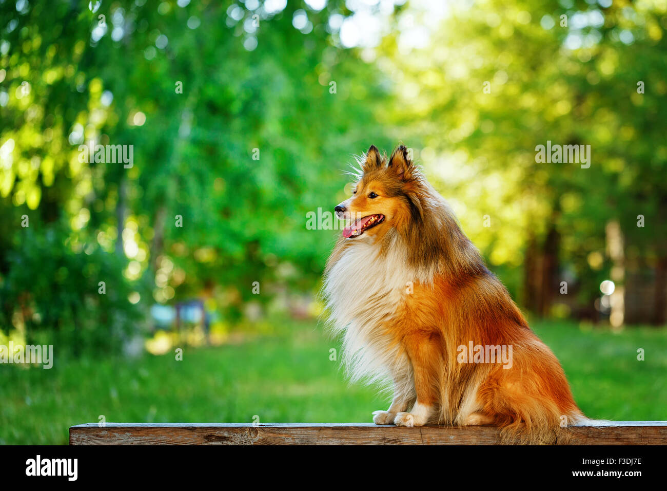 Shetland Sheepdog dog breed for a walk in the park. Cute pet. Sheltie ...