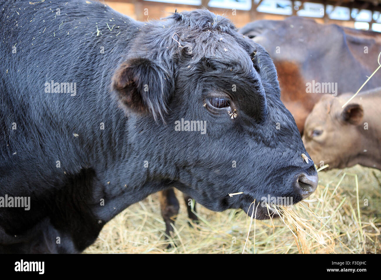 Aberdeen Angus is breed of cattle Stock Photo - Alamy
