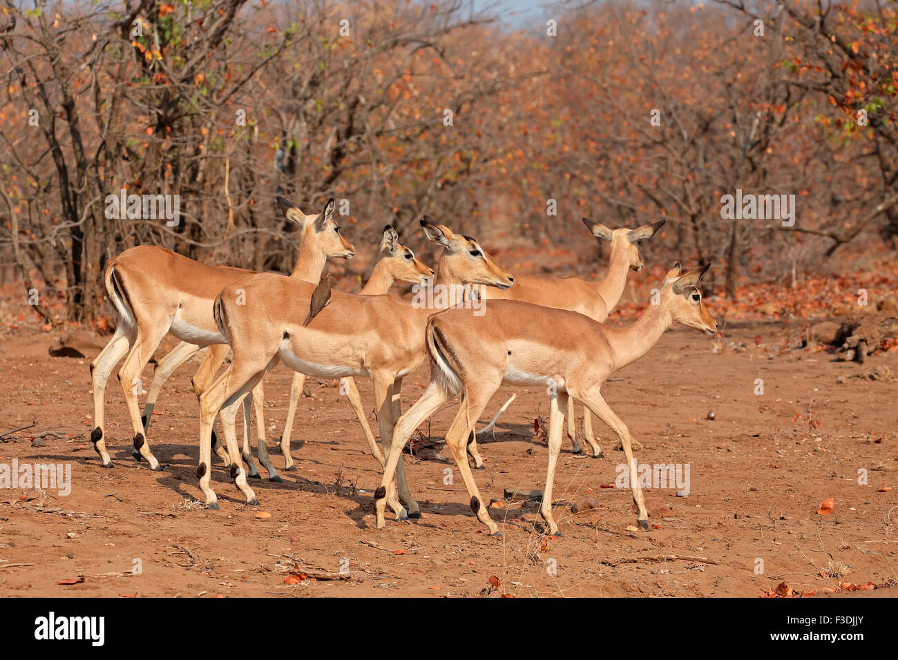 Savanna antelopes hi-res stock photography and images - Alamy