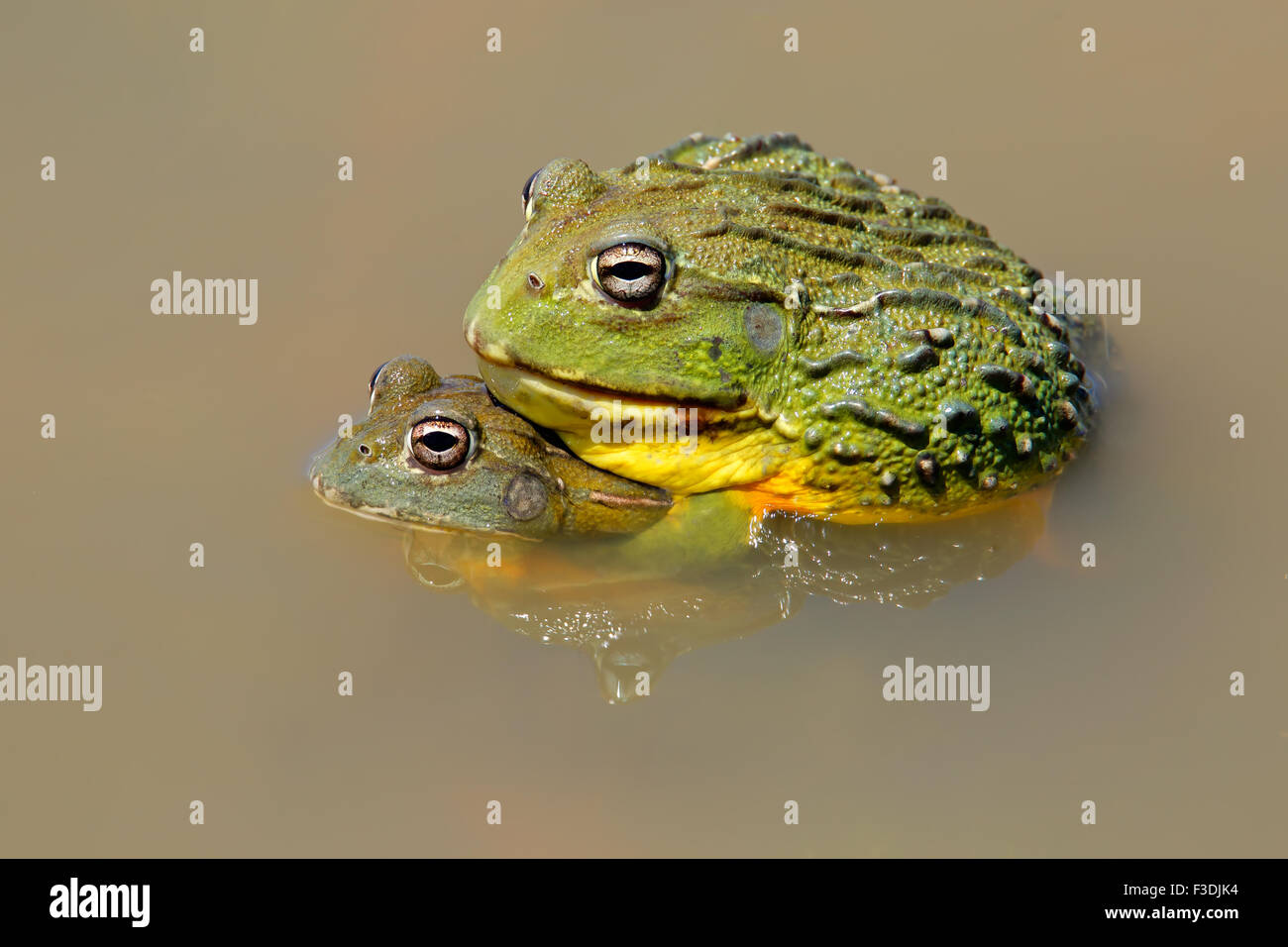 African bullfrogs hi-res stock photography and images - Alamy