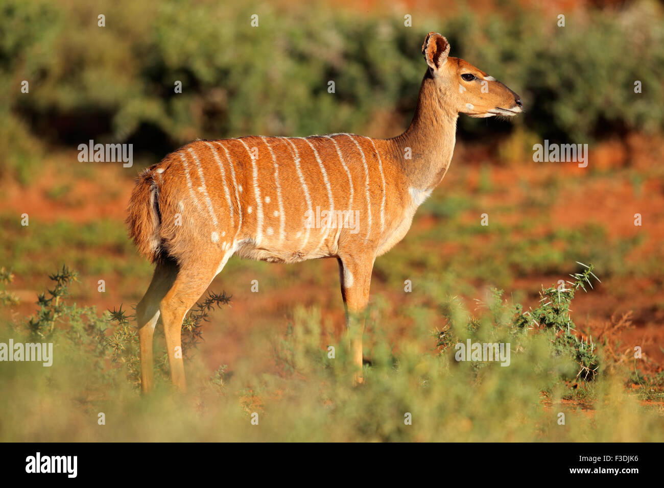 Female Nyala antelope (Tragelaphus angasii) in natural habitat, Mokala ...