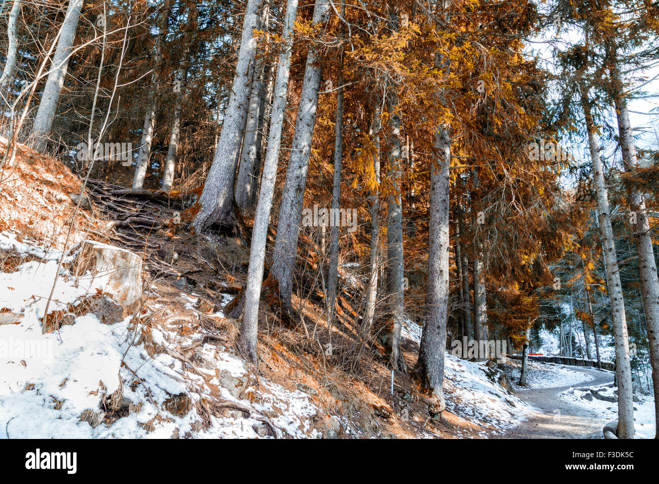 Brown walk path in a forest of green pines, spruces and firs on ...