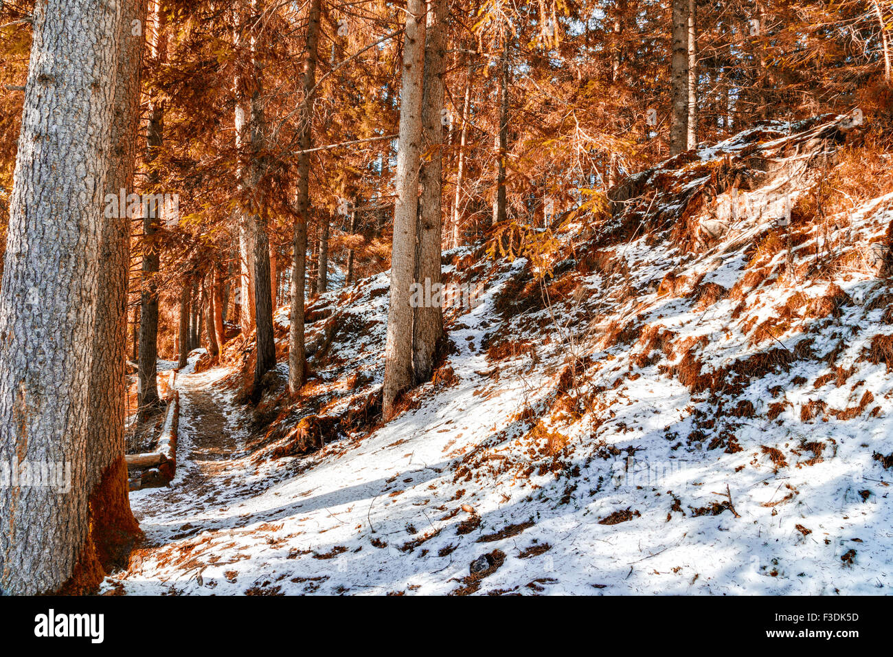 Brown walk path in a forest of green pines, spruces and firs on ...
