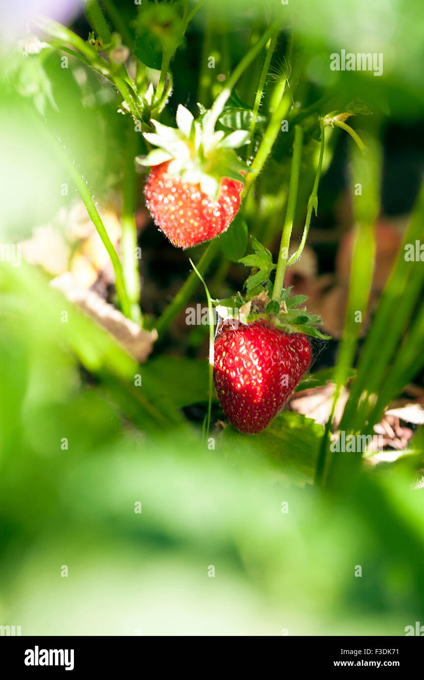 Strawberry in the fruit garden Stock Photo - Alamy