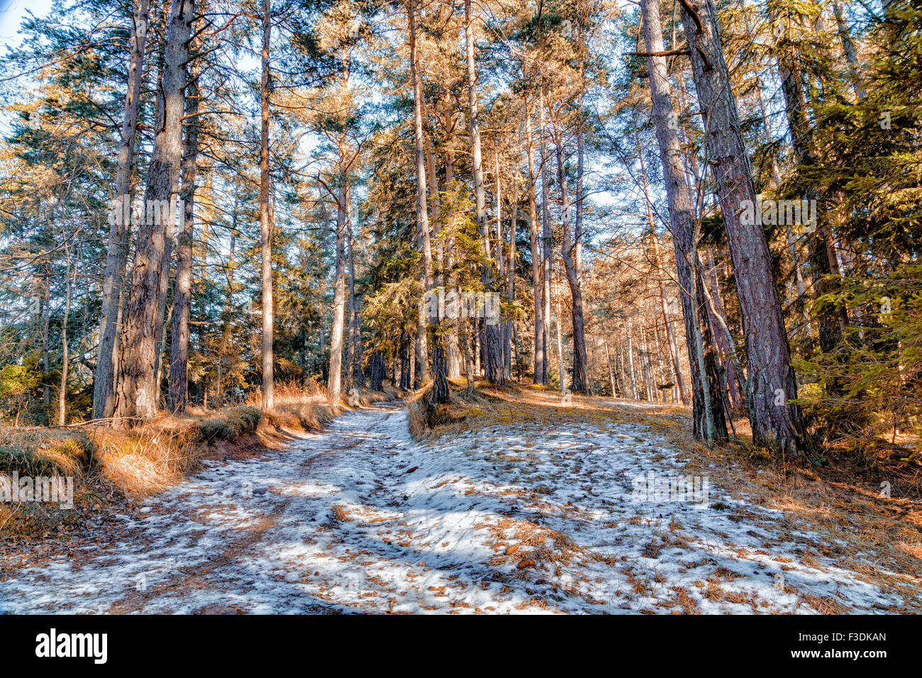 Brown walk path in a forest of green pines, spruces and firs on ...