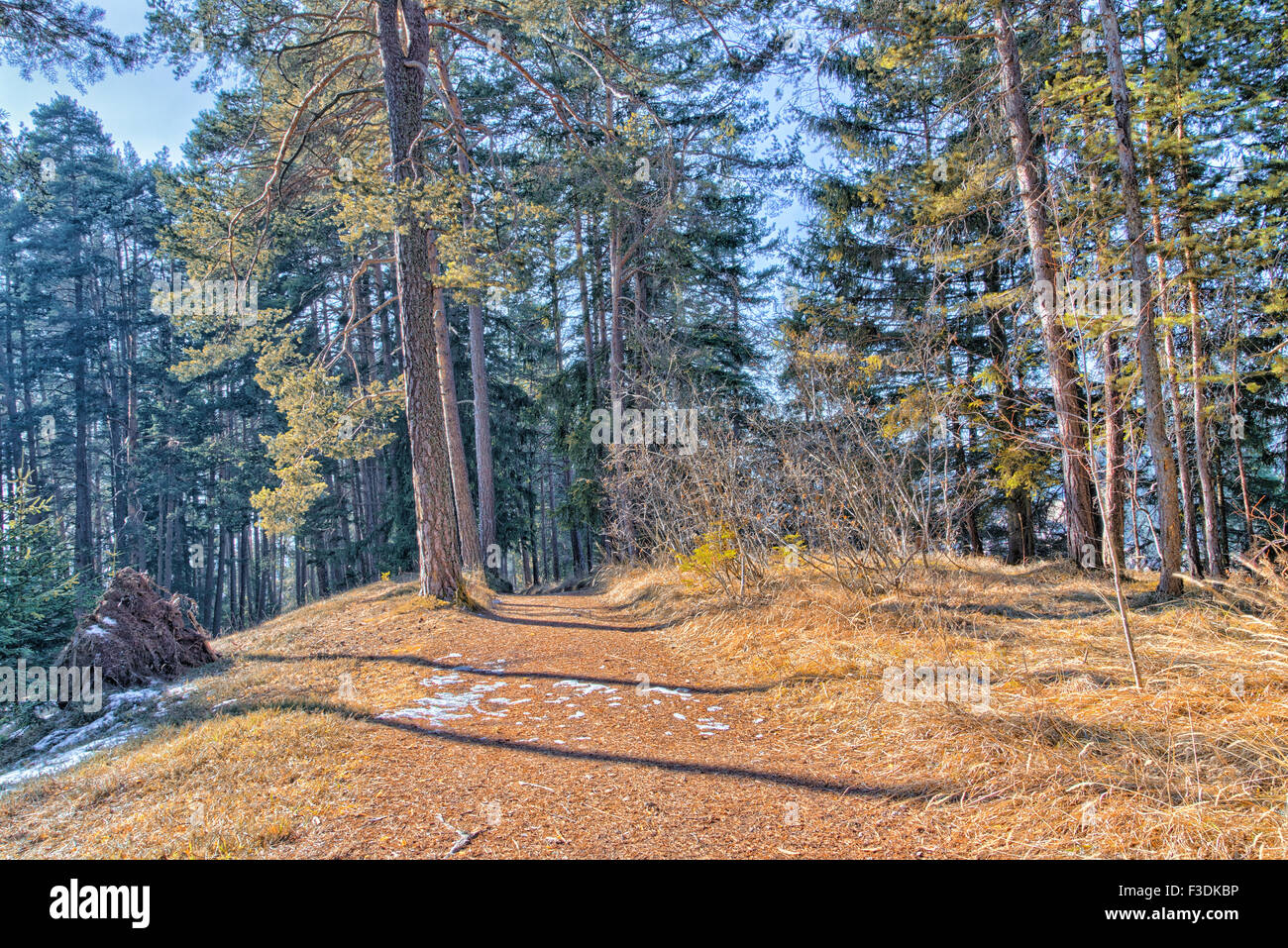 Brown walk path in a forest of green pines, spruces and firs on ...