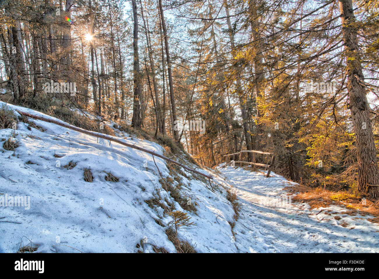 Brown walk path in a forest of green pines, spruces and firs on ...